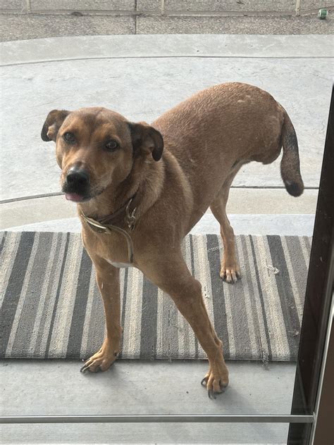Baxter The Three Legged Dog Rescue Ranch Inc