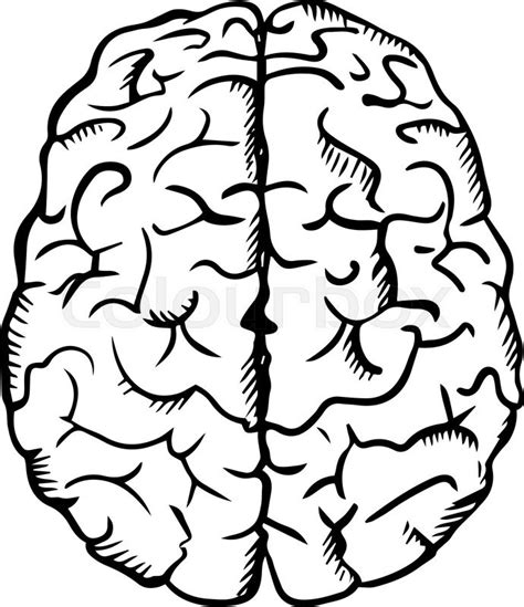 Line Drawing Of Brain At GetDrawings Free Download