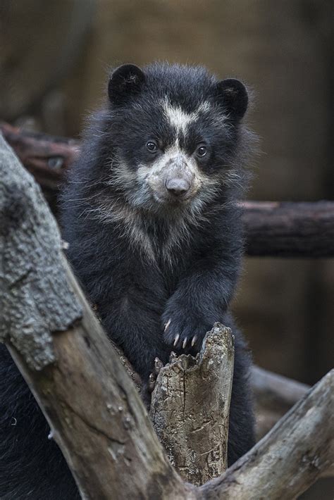 Spectacled Bear Cubs