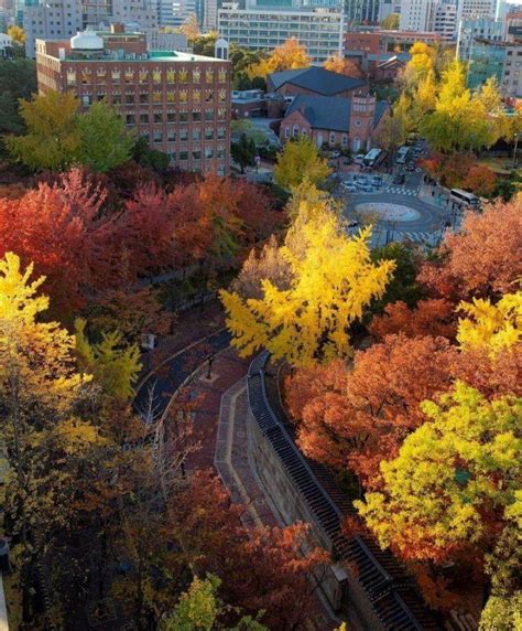 외국인들이 찍은 한국 가을 풍경 인스티즈 Instiz 인티포털 카테고리