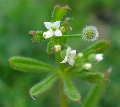 Wednesday Weed Cleavers Bug Woman Adventures In London