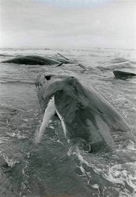 Florence Whale Explosion