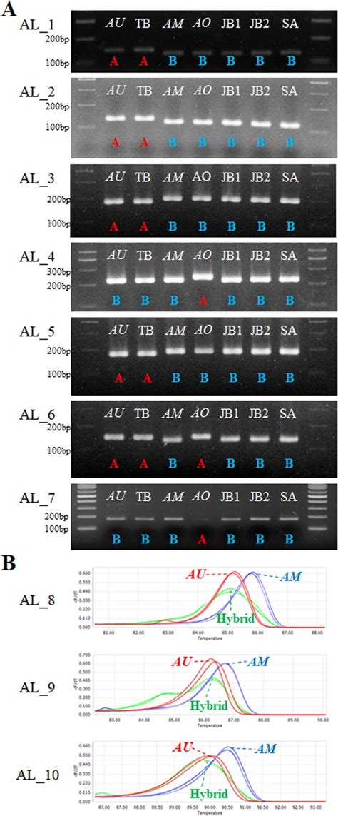 Validation Results For Molecular Markers A Gel Electrophoresis Download Scientific Diagram
