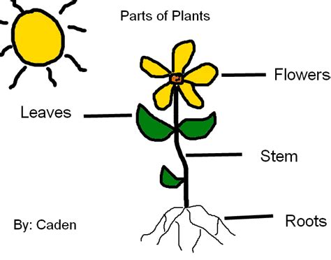 39 Plant Diagram To Label