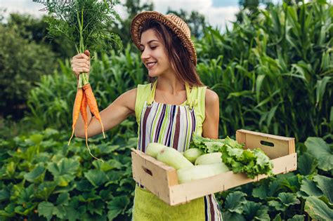 신선한 채소로 가득 찬 당근과 나무 상자를 들고 있는 젊은 농부 여자는 여름 작물을 수집 정원 당근에 대한 스톡 사진 및 기타 이미지 Istock