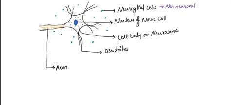solved assignment click and drag each label to correctly identify the components of nervous