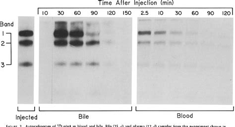 Figure 2 From Transcellular Transport Of Polymeric Iga In The Rat