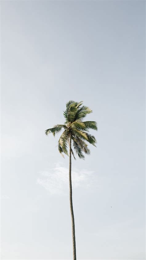 Tamareira Scenery Wallpaper Iphone Wallpaper Stills Phone Wallpaper