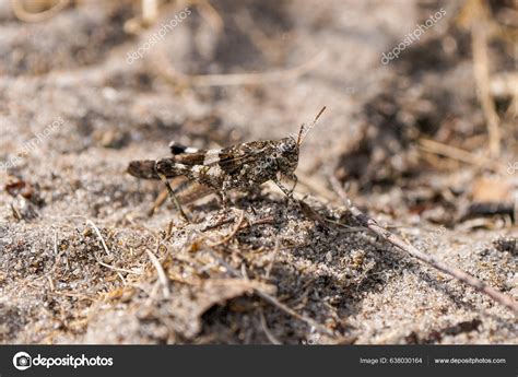 Desert Grasshopper Sandy Ground Natural Environment Red Winged