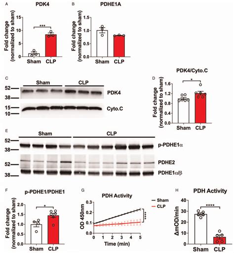 Functional And Molecular Analysis Of Pdh In Septic Hearts A And B Download Scientific
