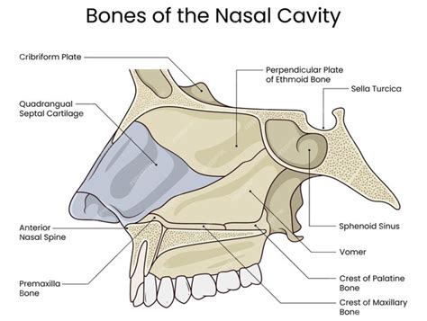 Bones Of The Nasal Cavity Anatomical Structure Anatomy Note