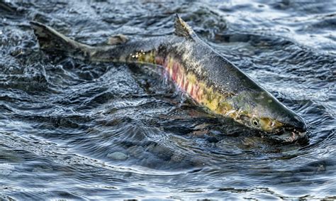 Chum Salmon Spawning