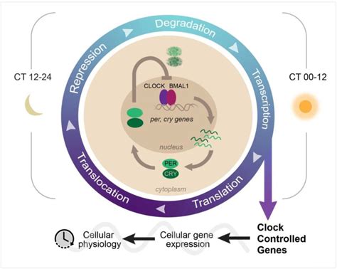 Figure 1 From Neuron Astrocyte Interactions And Circadian Time Keeping