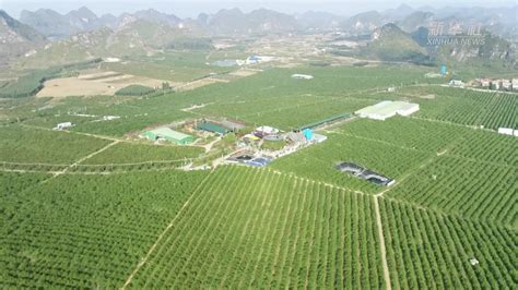 中国沃柑之乡广西武鸣沃柑甜蜜上市 凤凰网视频 凤凰网