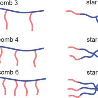A Schematic Representation Of The Copolymer Structures Simulated And Download Scientific