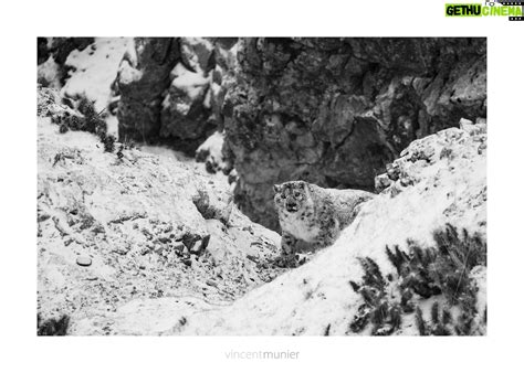 Vincent Munier Wiki Biography Age Gallery Spouse And More