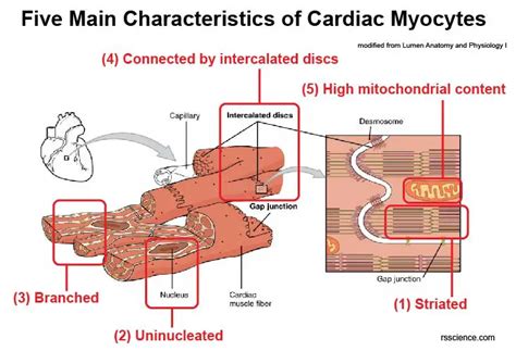 Cardiomyocytes Cardiac Muscle Cells Structure Function Cell