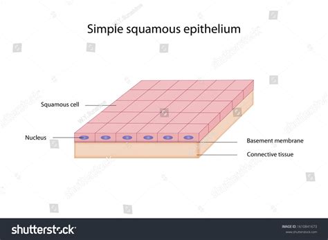 Education Chart Of Squamous Epithelium Shows Shape And Size Of Cell Nucleus Basement Membrane