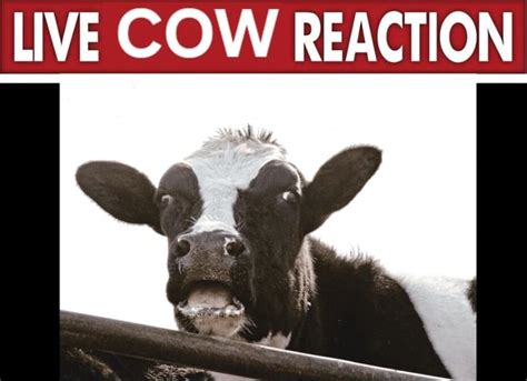 Live Cow Reaction Ifunny