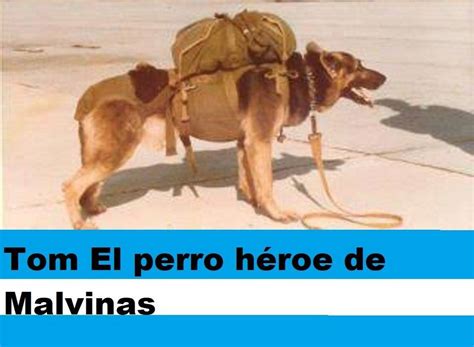 Fdra Malvinas Tom El Perro Héroe Del 101