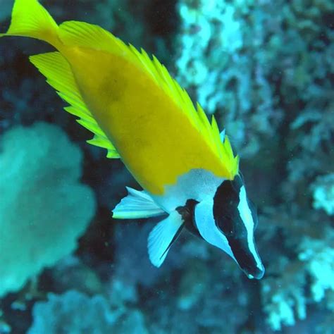 Foxface Rabbitfish Facts Diet Habitat And Pictures On Animaliabio