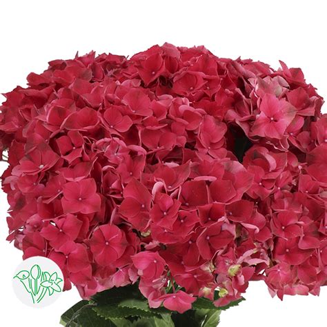 Hydrangea Magical Ruby Red Holex Flower