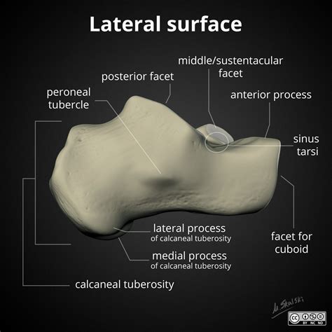 Where Is Calcaneus My Xxx Hot Girl
