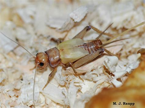 Horsehair Worm Cricket