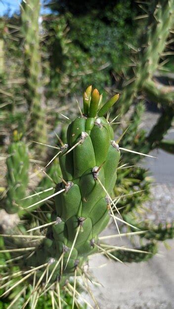 Premium Photo Part Of A Cactus With Long Needles Opuntia Cylindrica