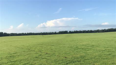 Best St Augustine Grass Seed Which Variety Is Best For Your Lawn