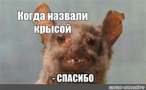 Мем Когда назвали крысой Все шаблоны Meme