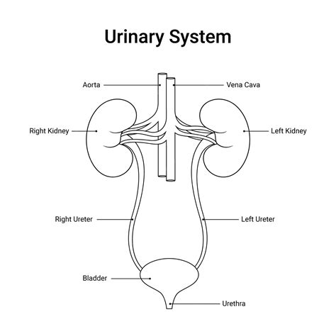 Premium Vector Diagram Of Urinary System Human In Line Style
