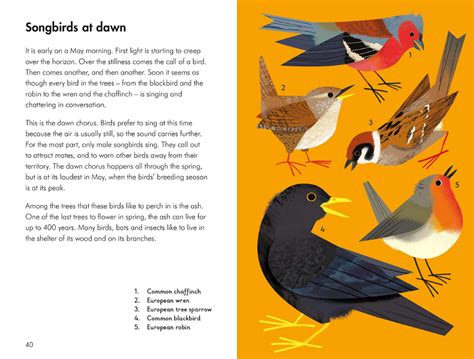 What To Look For In Spring A Ladybird Book In 2025 Infographic