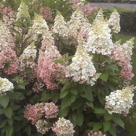 Hydrangea Paniculata Candlelight® Hpopr013