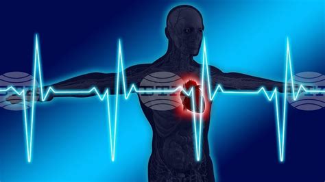 Мъжките и женските сърца реагират различно на хормона на стреса Утро