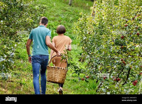 Pareja Recogiendo Manzanas Para Hacer Sidra Sagardoetxea Museo De La Sidra Vasca Astigarraga
