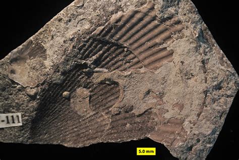 Woosters Fossils Of The Week An Encrusted Bivalve External Mold From