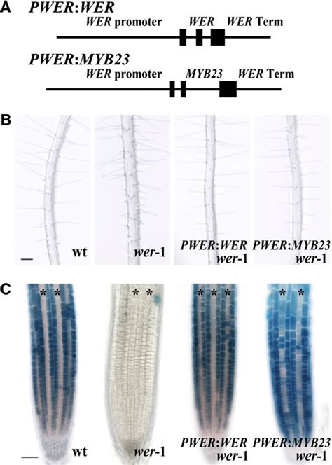 Epidermis Development Semantic Scholar