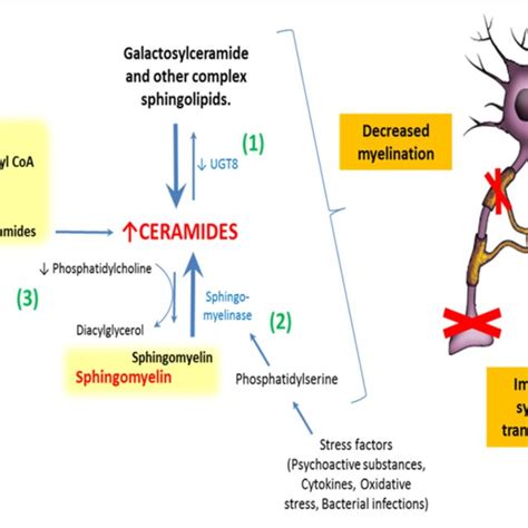 General Sphingolipid Structure Sphingolipids Are Composed Of A Download Scientific Diagram