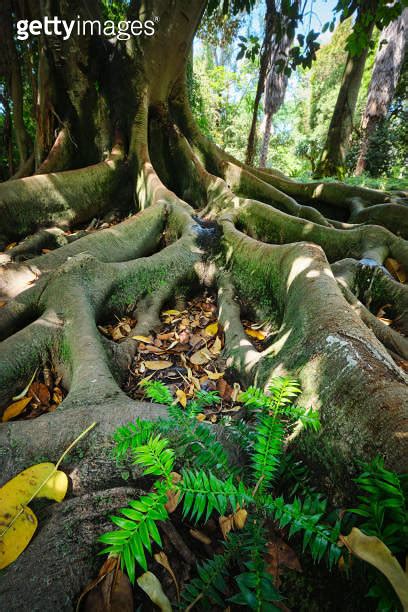 Ficus Macrophylla Trunk And Roots Close Up 이미지 1524979706 게티이미지뱅크