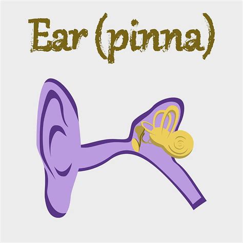 평면 스타일 귀 벡터에 인간의 장기 아이콘 Ai Eps Uidownload