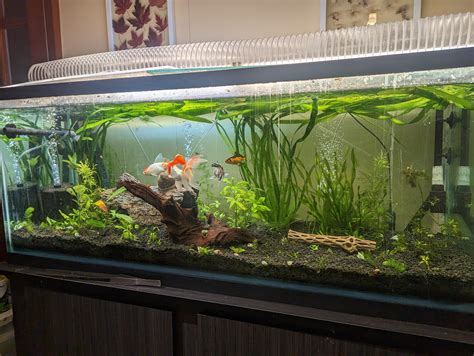 90 Gallon Planted Tank Rgoldfish
