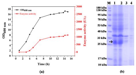 Fermentation Special Issue Biotransformation And Enzymatic Synthesis