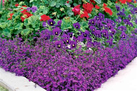 How To Plant And Grow Blue Lobelia