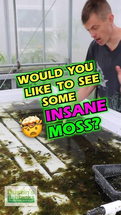 Insane 🤯 Java Moss Youtube