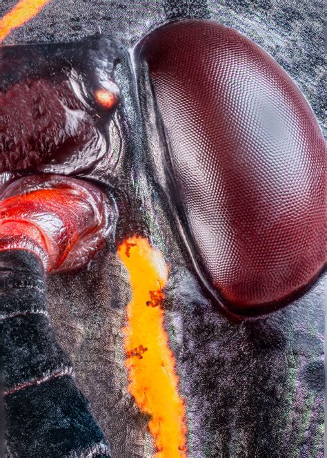 Sensor Size And Magnification The Truth — Allan Walls Photography