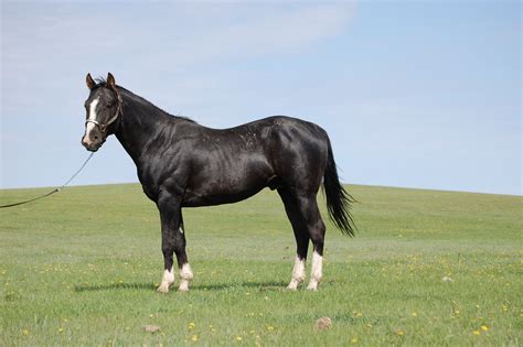 Lazy Js Ranch Ljsr Emperors Progeny