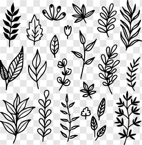 다양한 잎 모양과 배열을 갖춘 다양한 식물 장식을 특징으로하는 30 개의 독특한 식물 스케치 컬렉션 벡터 잎 장식 미술 Png 일러스트 및 벡터 에 대한 무료