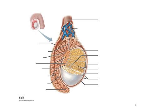 Aandp Ii Internal Testicular Anatomy Diagram Quizlet