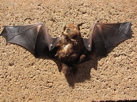 At Long Last Hawaiian Hoary Bat To Be Official State Land Mammal